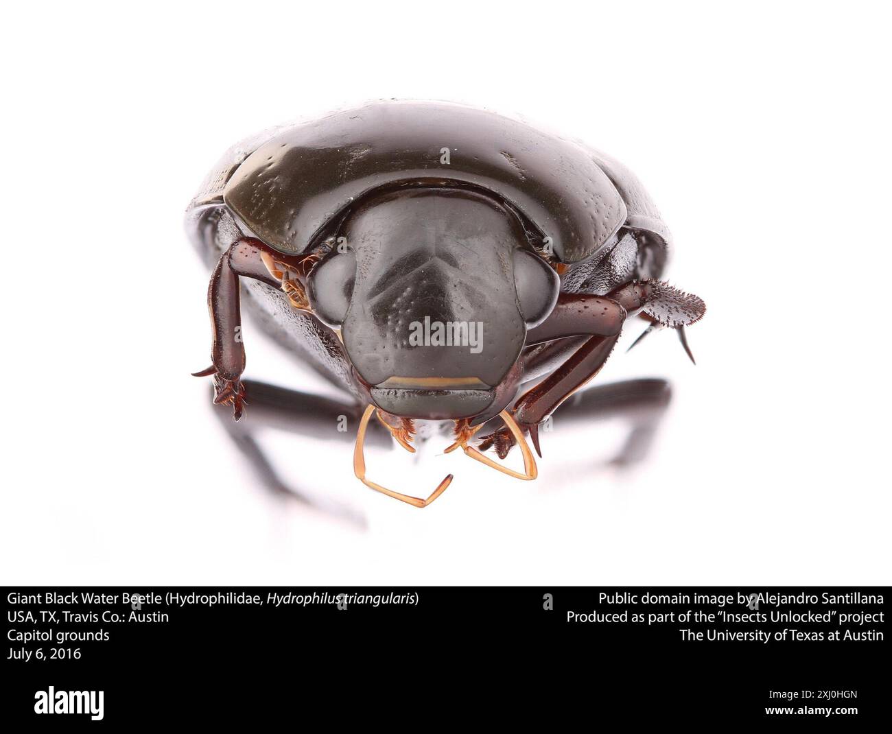 Giant Water Scavenger Beetle (Hydrophilus triangularis) Insecta Stock ...