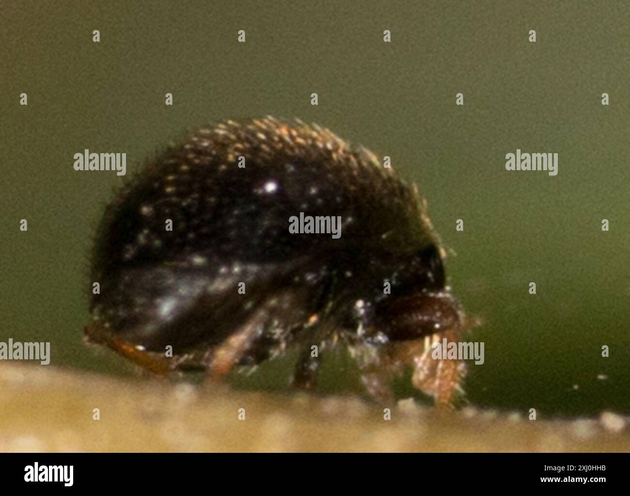 Spider Mite Destroyer (Stethorus punctum) Insecta Stock Photo - Alamy