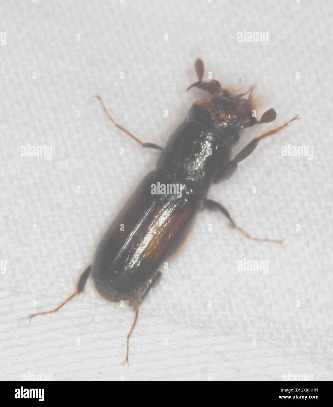Pinhole Borer Beetles (Platypodinae) Insecta Stock Photo - Alamy
