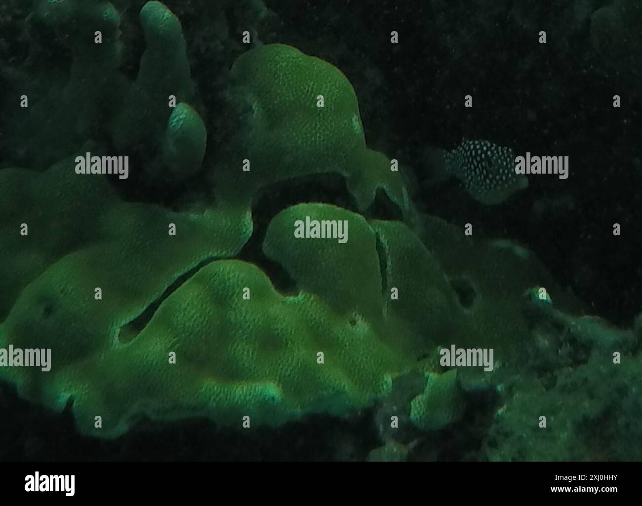 Hawaiian Spotted Toby (Canthigaster jactator) Actinopterygii Stock ...