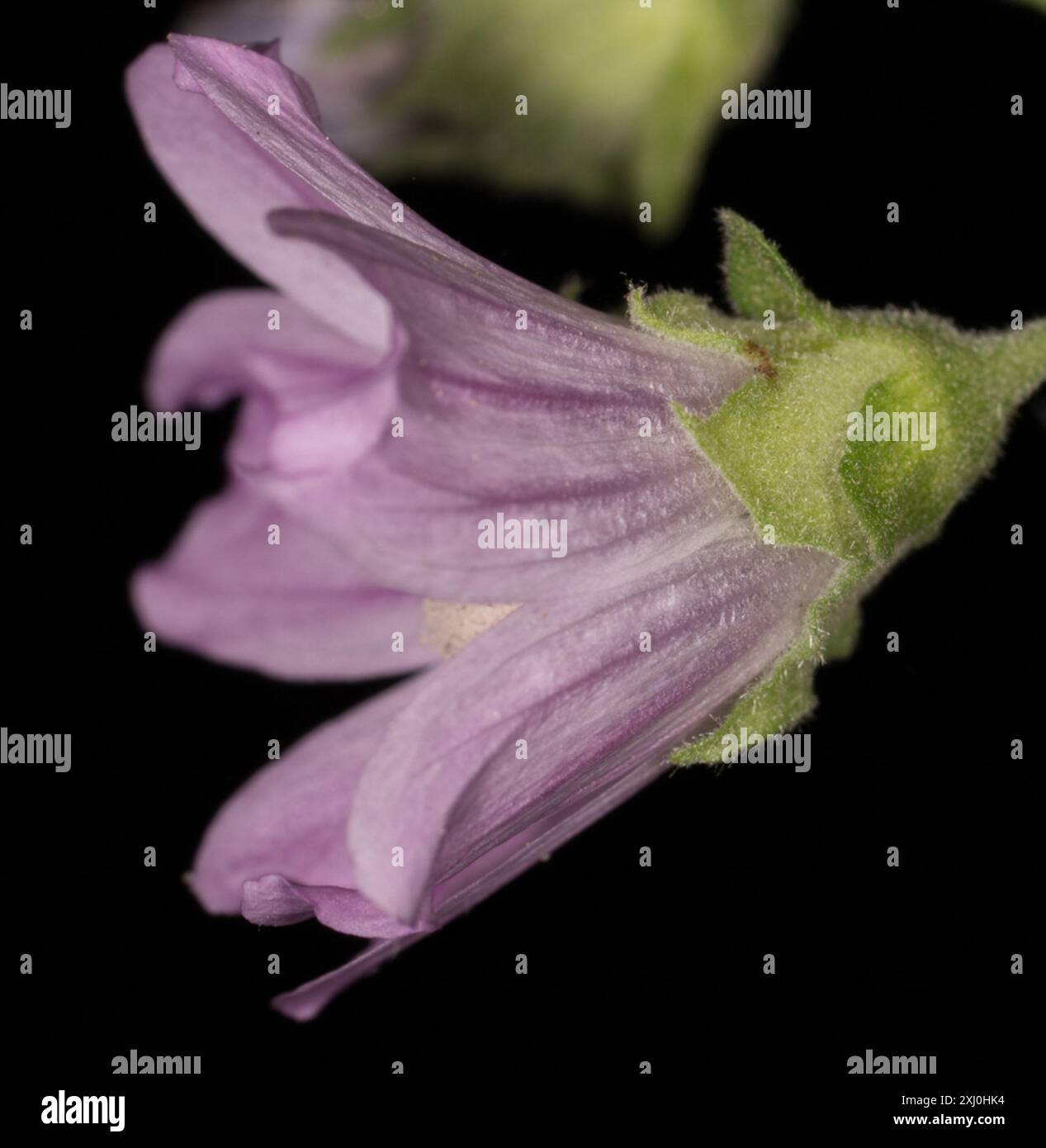 Cretan mallow (Malva multiflora) Plantae Stock Photo - Alamy