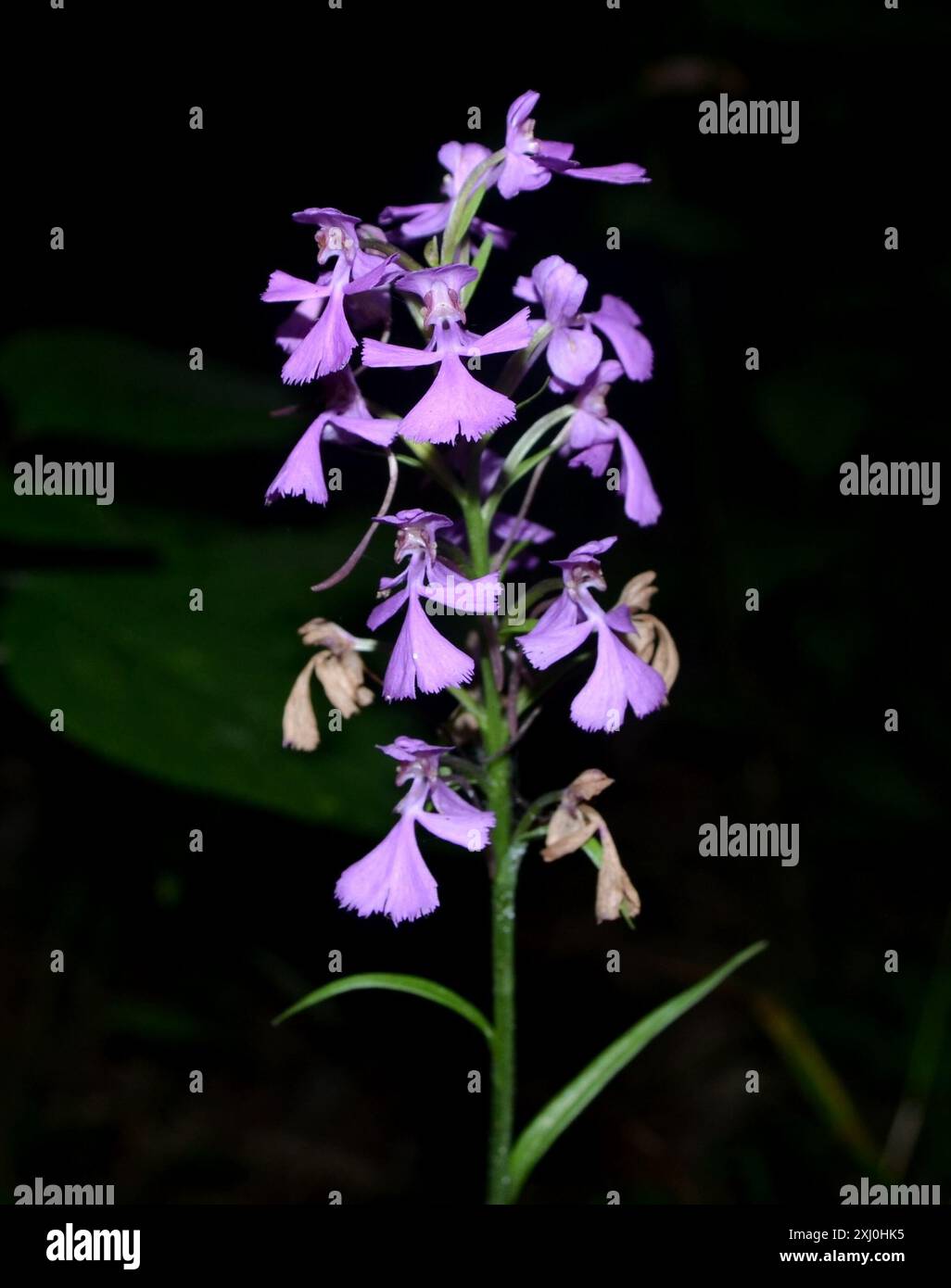 Purple Fringeless Orchid (Platanthera peramoena) Plantae Stock Photo ...