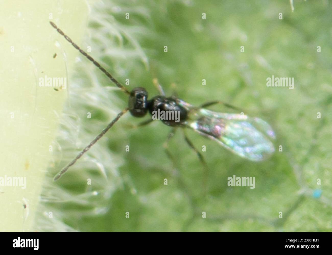 Fairy Wasps (Mymaridae) Insecta Stock Photo - Alamy