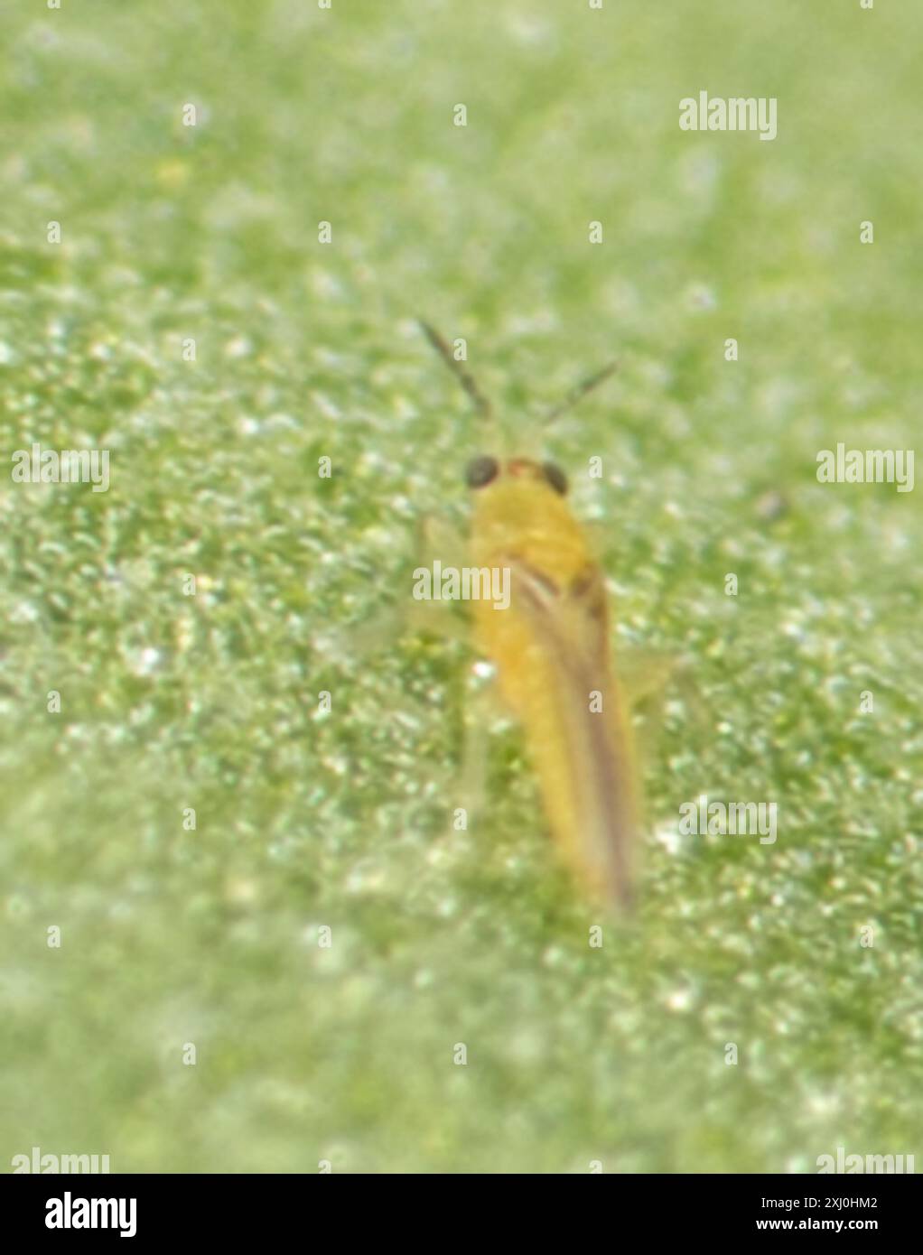 Chilli Thrips (Scirtothrips dorsalis) Insecta Stock Photo - Alamy