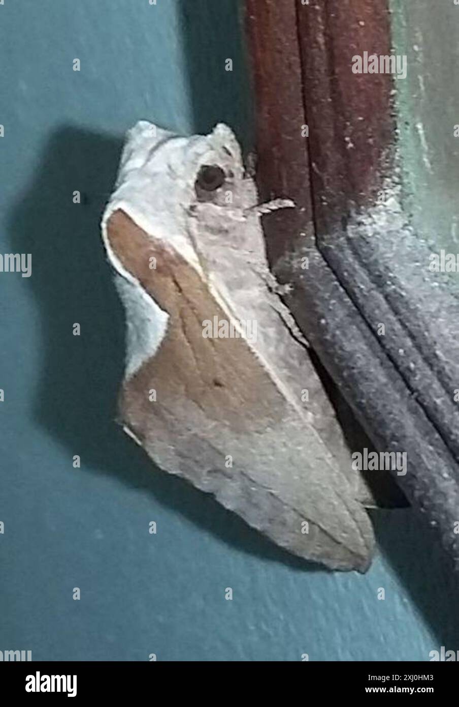 Pigsnout Moth (Stoermeriana aculeata) Insecta Stock Photo - Alamy