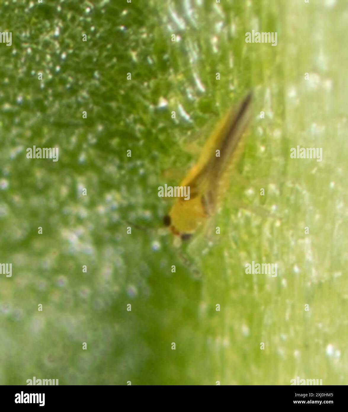 Chilli Thrips (Scirtothrips dorsalis) Insecta Stock Photo - Alamy