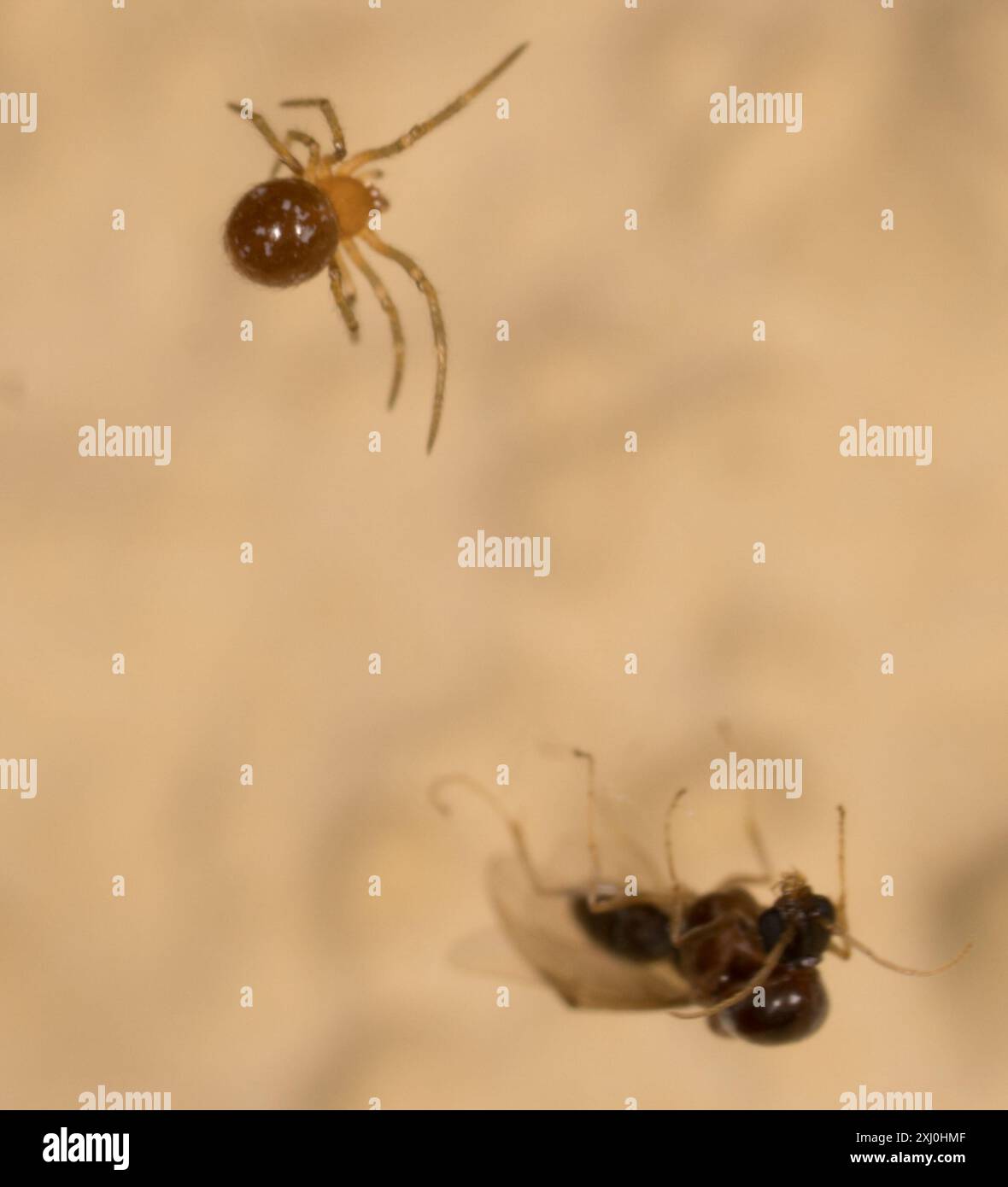 Spiders (Araneae) Arachnida Stock Photo - Alamy