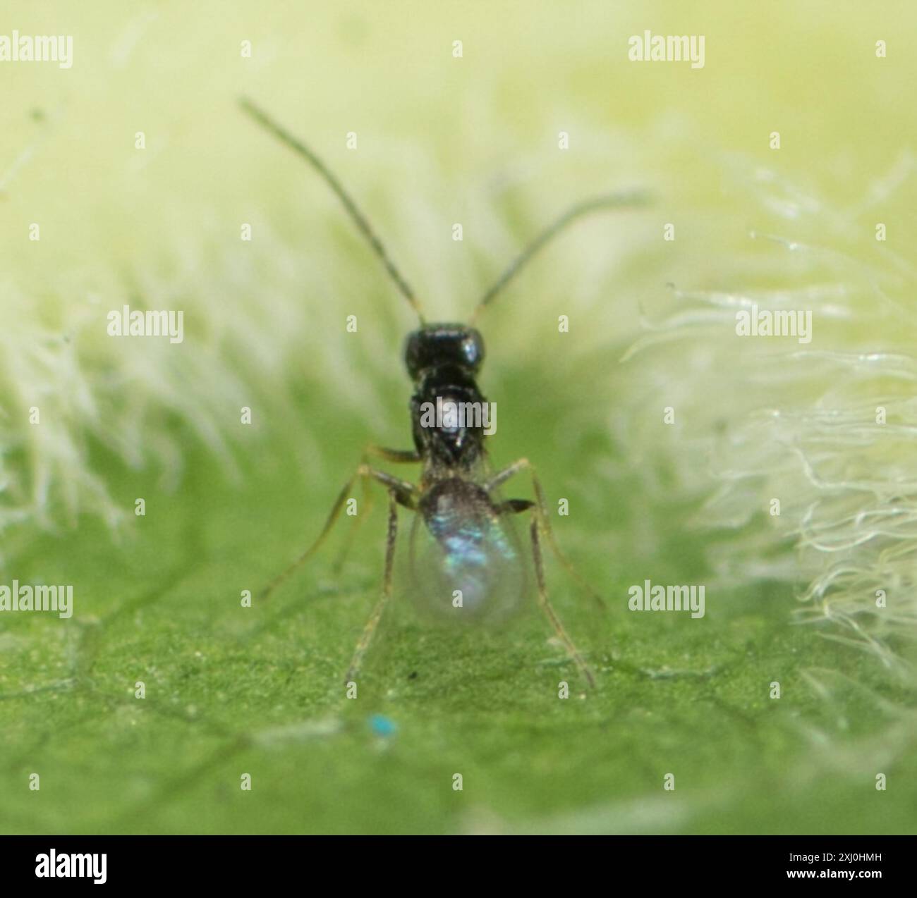 Fairy Wasps (Mymaridae) Insecta Stock Photo - Alamy