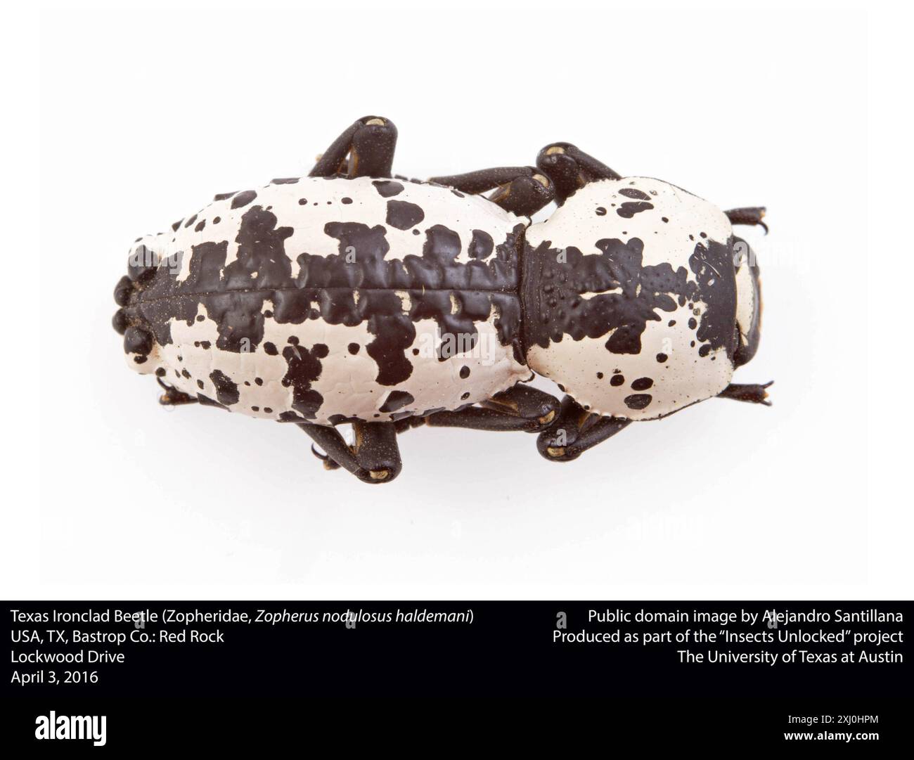 Texas Ironclad Beetle (Zopherus nodulosus haldemani) Insecta Stock ...