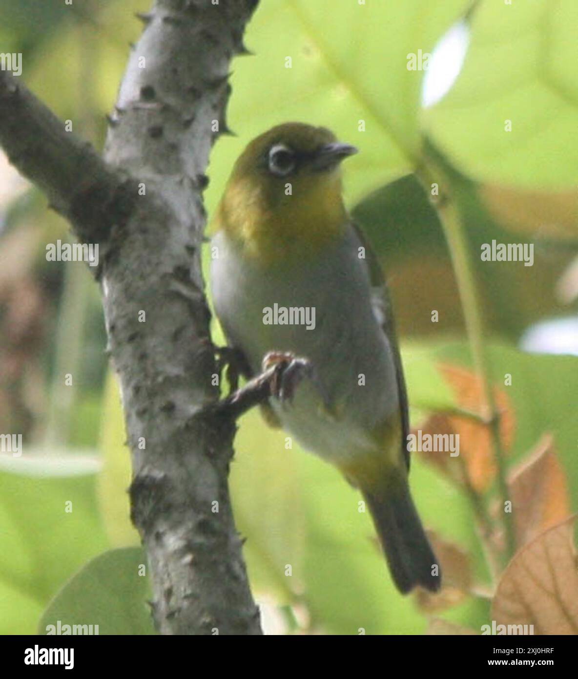 Swinhoe's White-eye (Zosterops simplex) Aves Stock Photo - Alamy