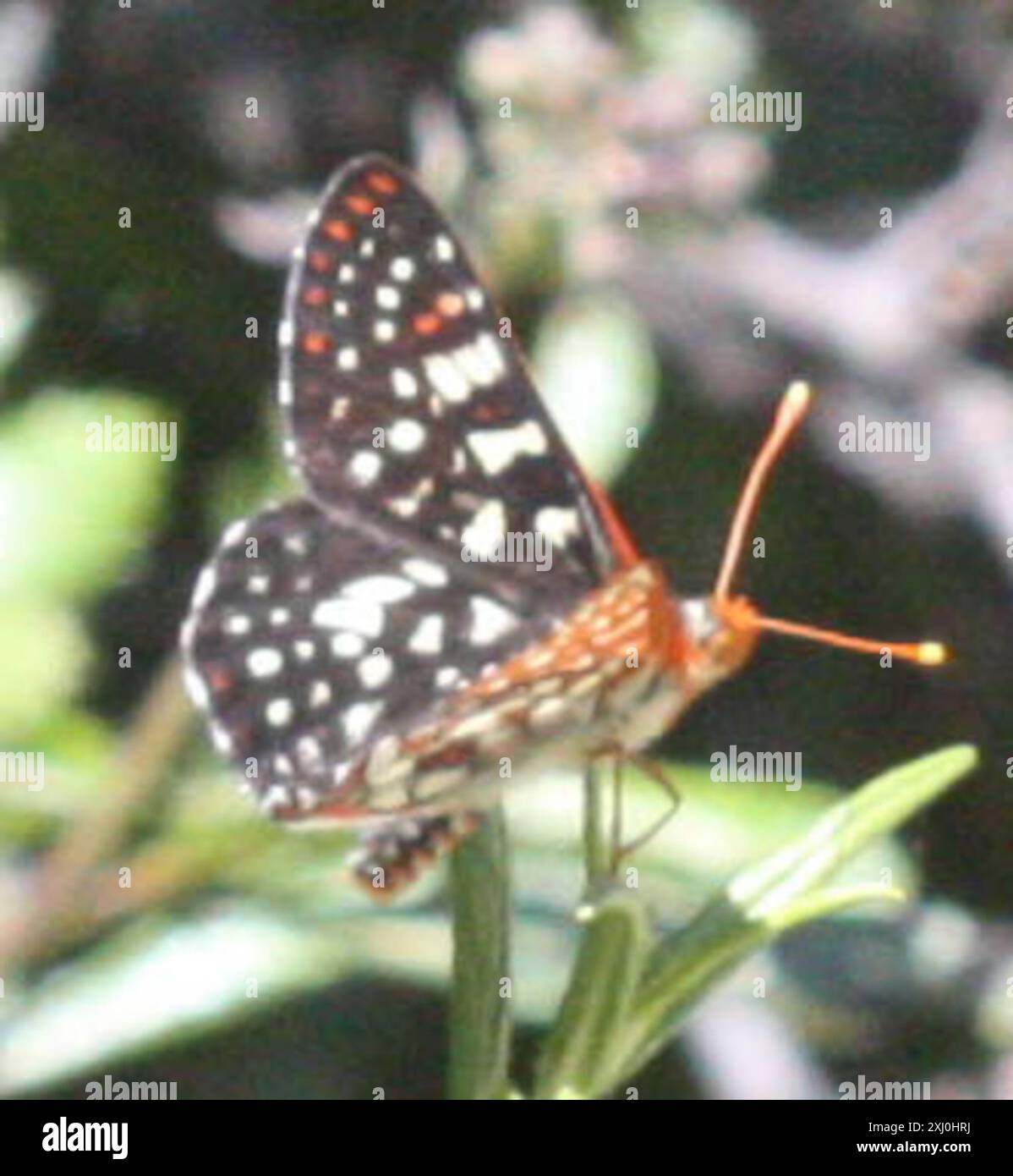 Variable Checkerspot (Euphydryas chalcedona) Insecta Stock Photo - Alamy