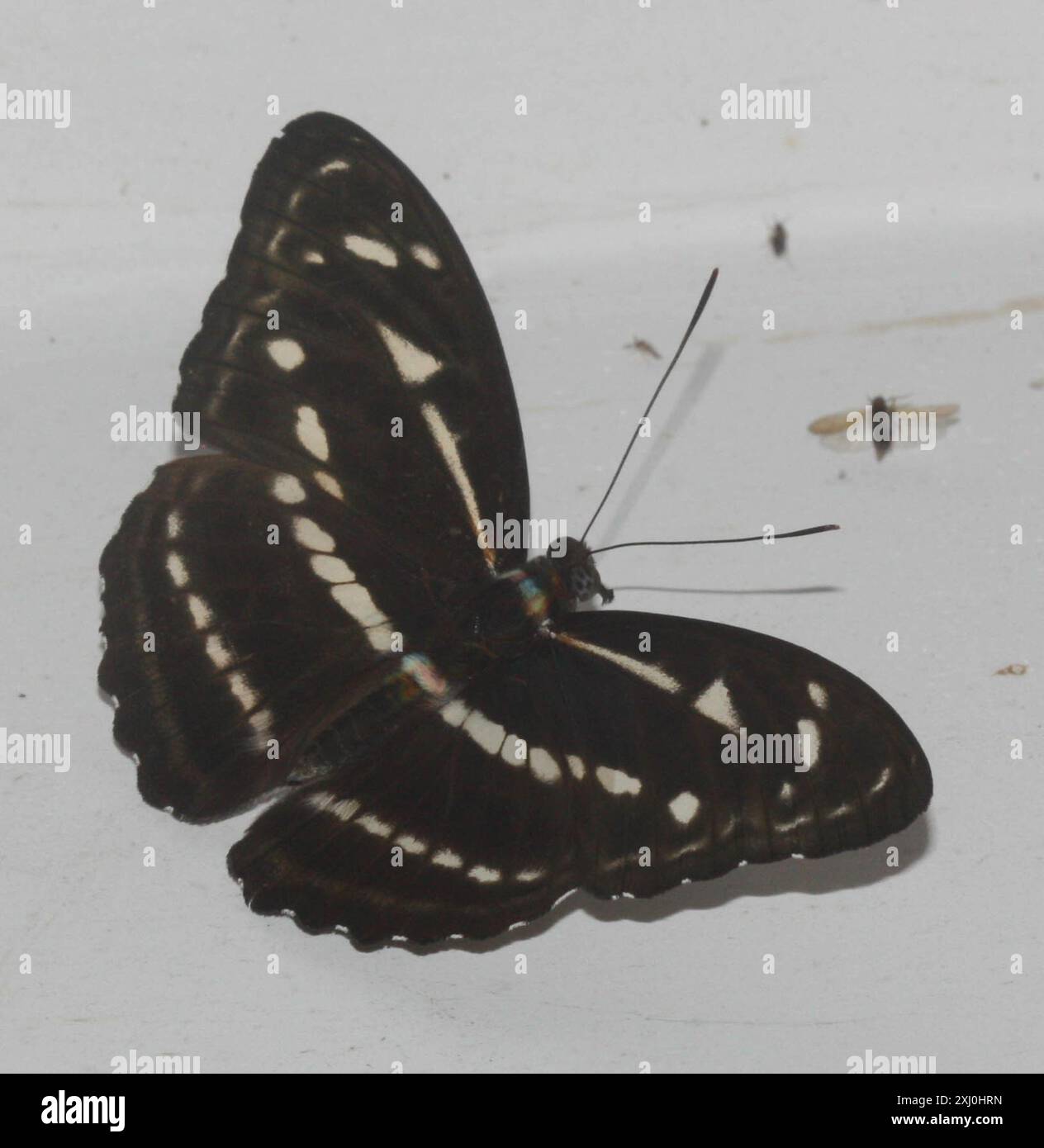 Dot-Dash Sergeant (Athyma kanwa) Insecta Stock Photo - Alamy