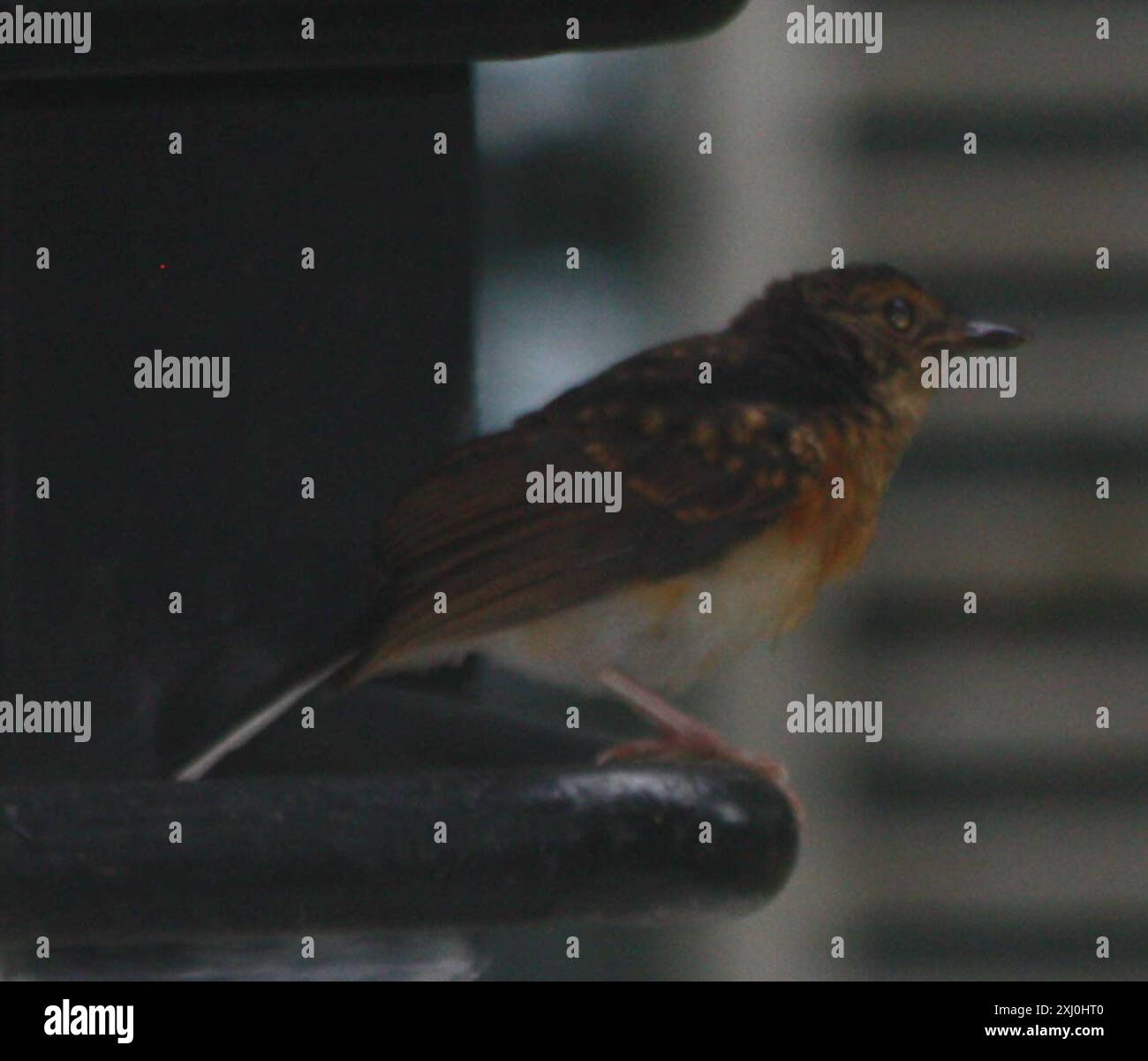White-rumped Shama (Copsychus malabaricus) Aves Stock Photo - Alamy