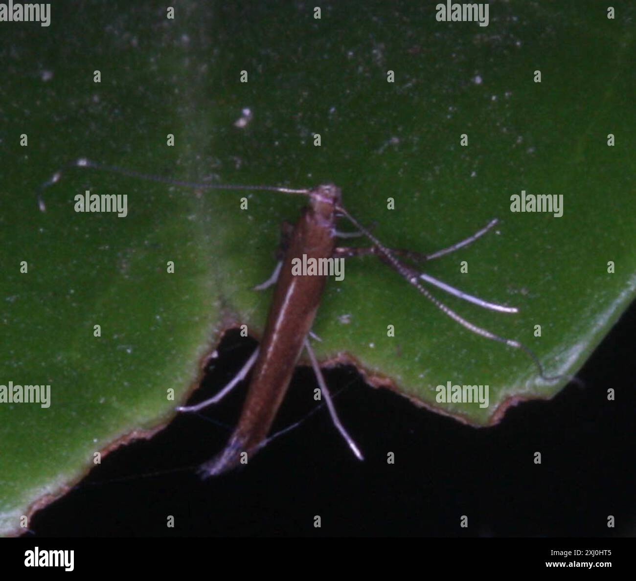 Caloptilia hi-res stock photography and images - Alamy