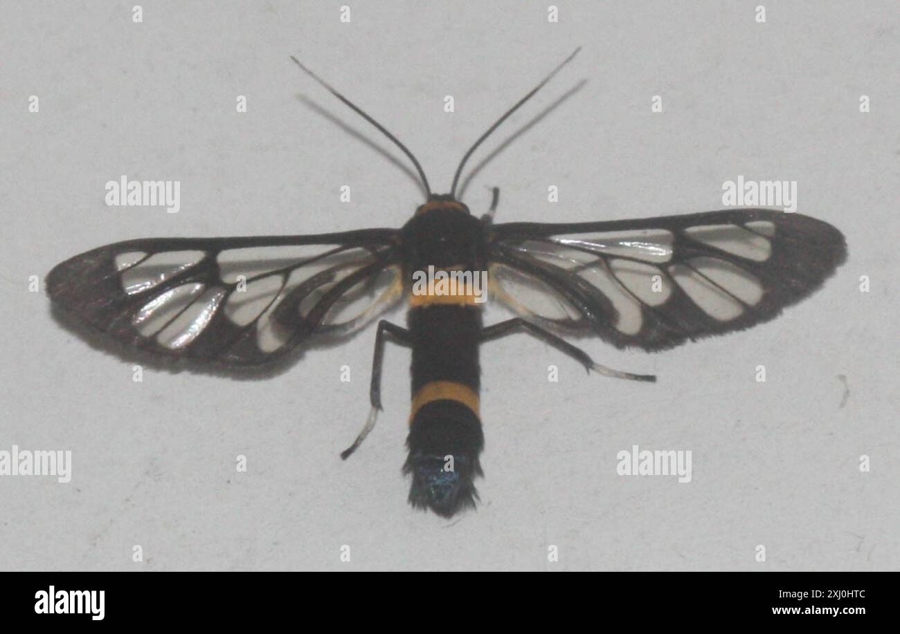 Handmaiden moth (Syntomoides imaon) Insecta Stock Photo - Alamy