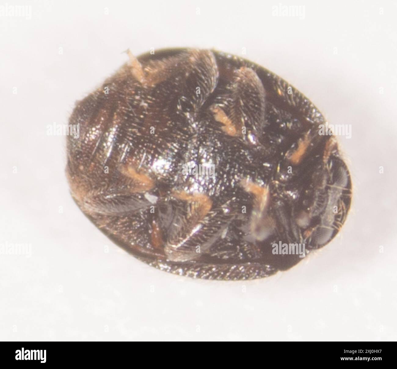 Spider Mite Destroyer (Stethorus punctum) Insecta Stock Photo - Alamy