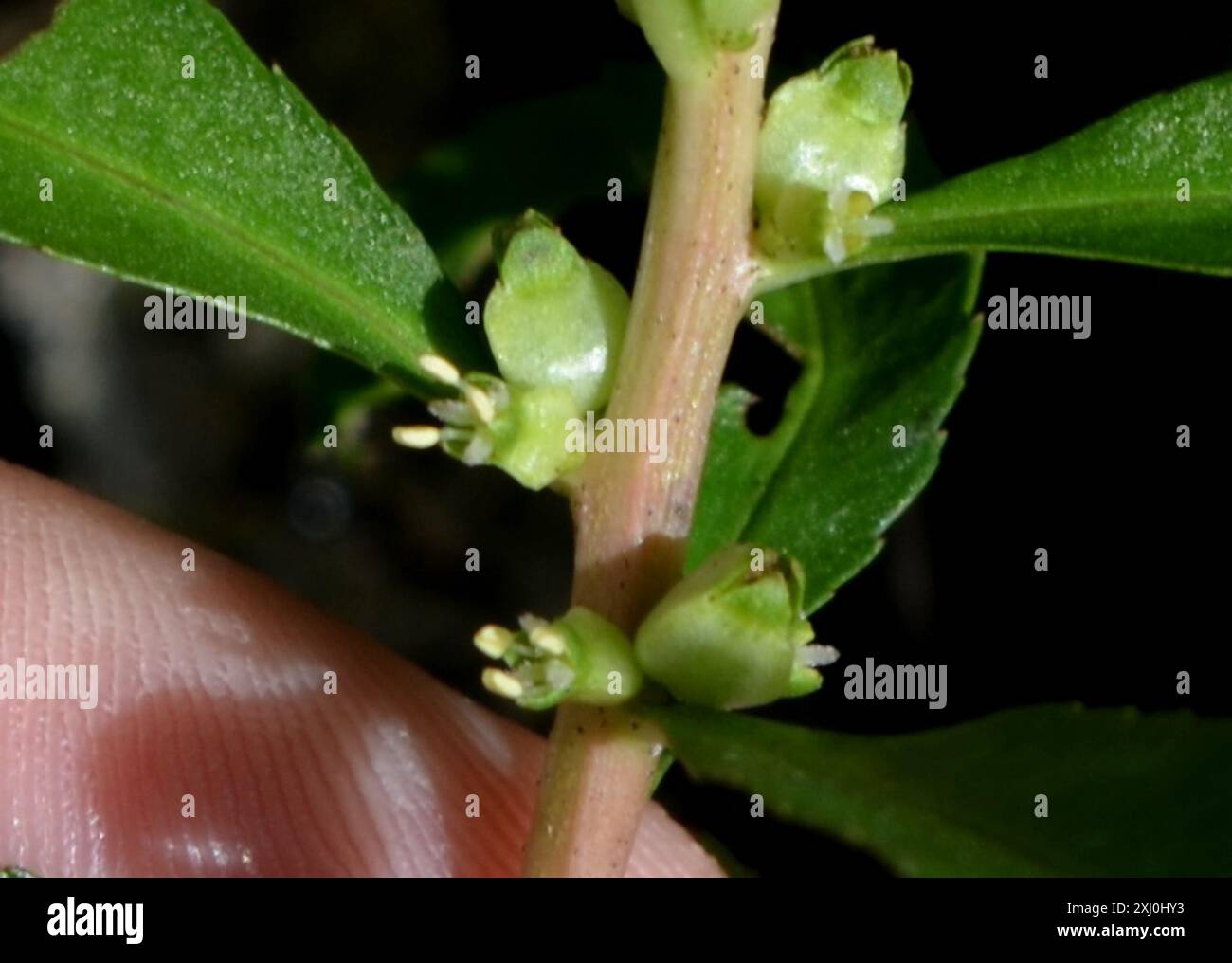 marsh mermaidweed (Proserpinaca palustris) Plantae Stock Photo - Alamy