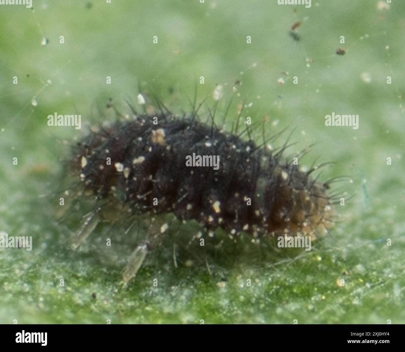 Spider Mite Destroyer (Stethorus punctum) Insecta Stock Photo - Alamy