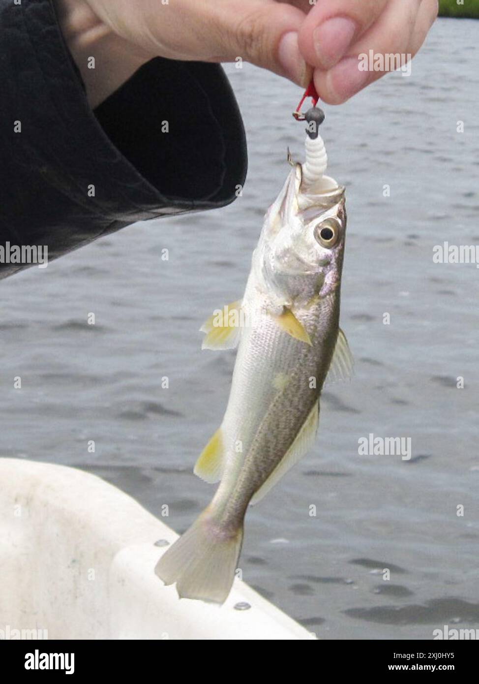 Weakfish hi-res stock photography and images - Alamy