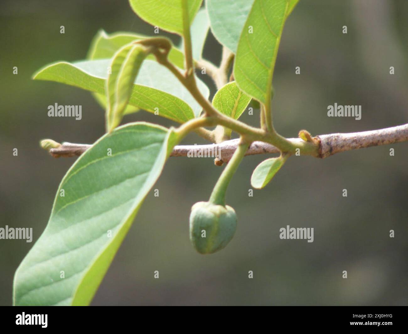 African Custard-Apple (Annona senegalensis senegalensis) Plantae Stock ...