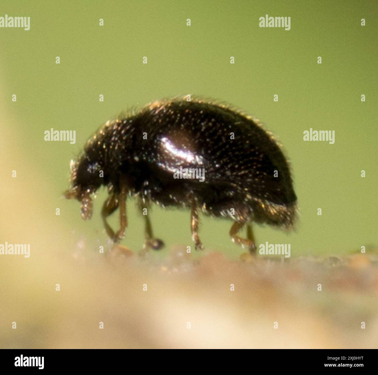 Spider Mite Destroyer (Stethorus punctum) Insecta Stock Photo - Alamy