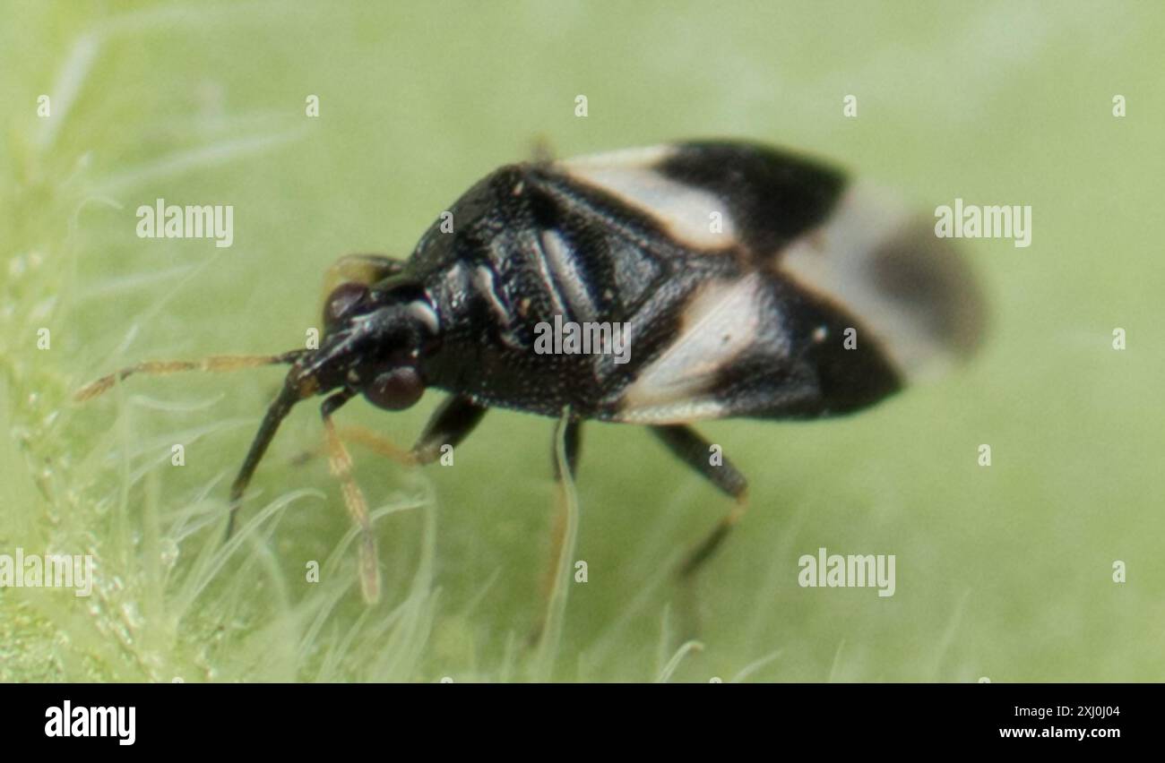 Minute pirate bugs (Anthocoridae) Insecta Stock Photo - Alamy