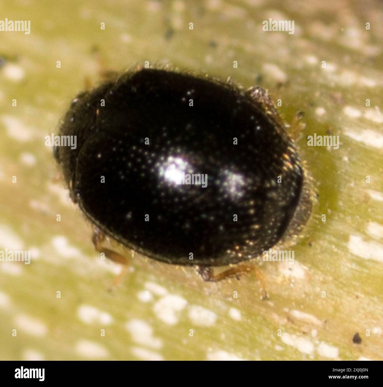 Spider Mite Destroyer (Stethorus punctum) Insecta Stock Photo - Alamy