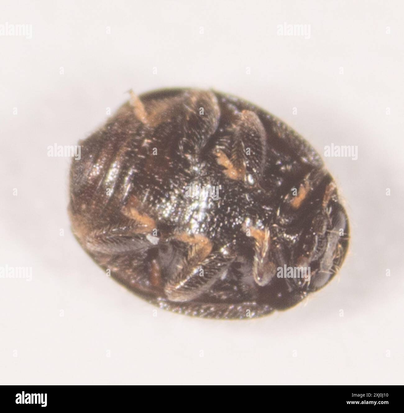 Spider Mite Destroyer (Stethorus punctum) Insecta Stock Photo - Alamy