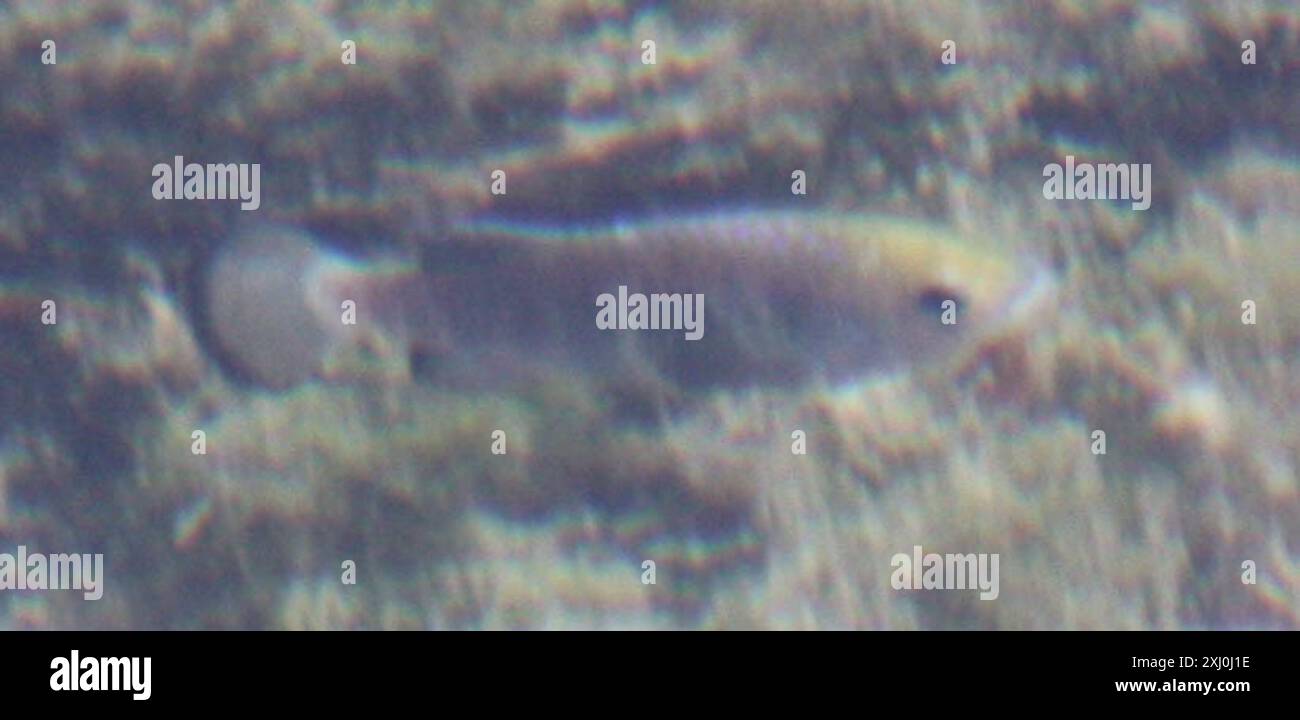 Ash Meadows Amargosa Pupfish (Cyprinodon nevadensis mionectes ...