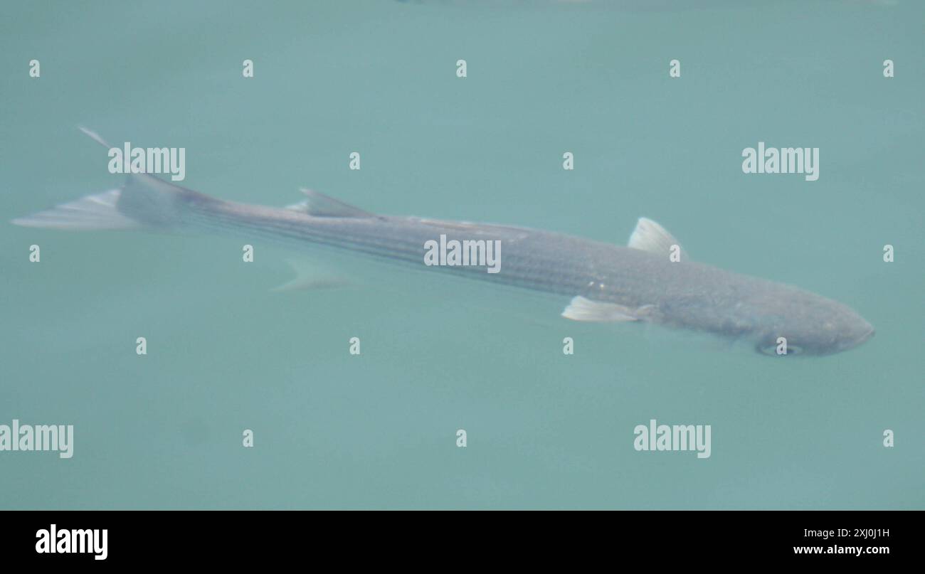 Sea Mullet (Mugil cephalus) Actinopterygii Stock Photo - Alamy