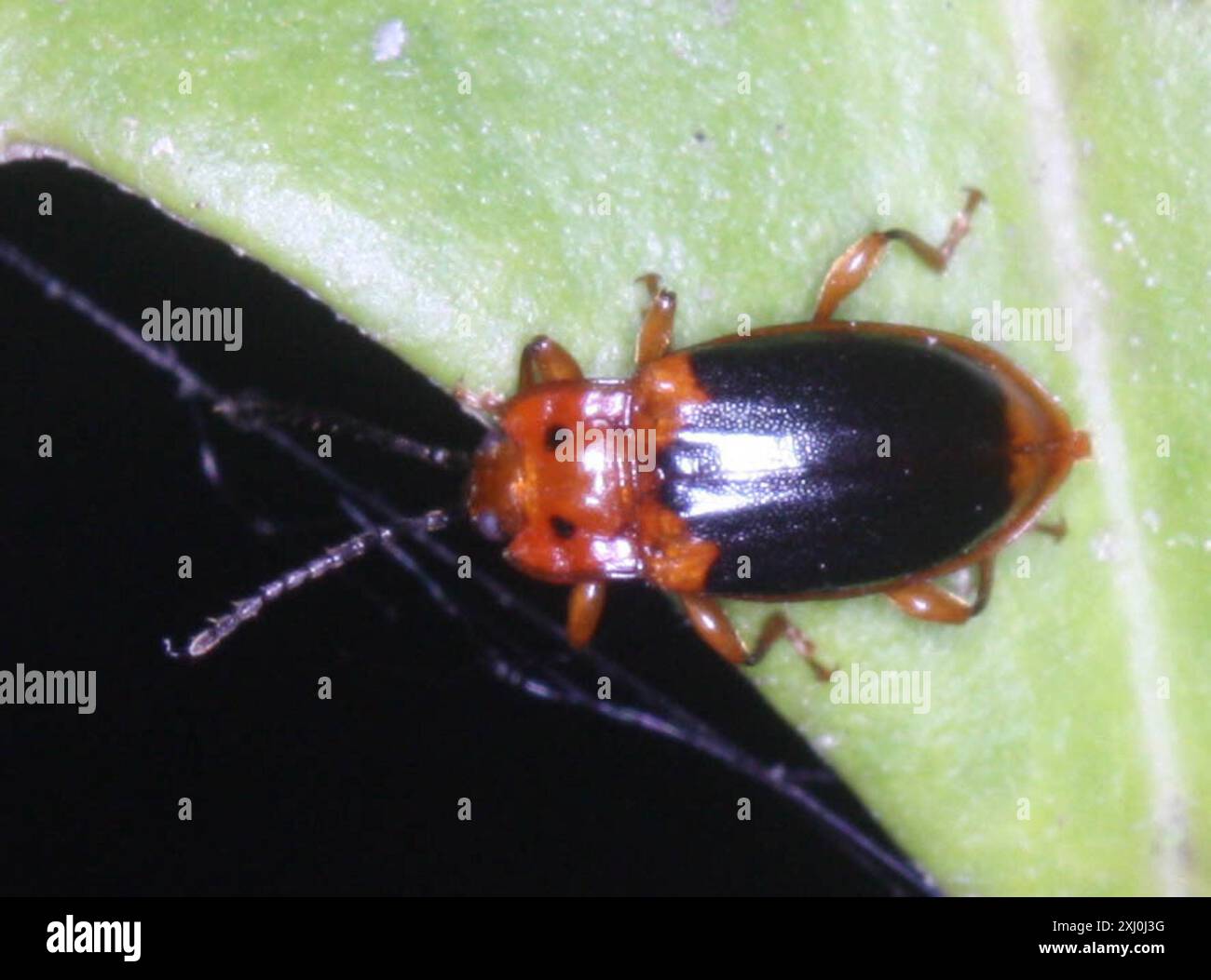 Black-backed Handsome Fungus Beetle (Aphorista laeta) Insecta Stock ...