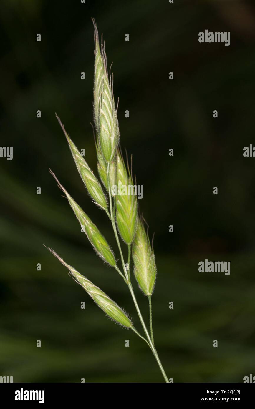 common soft brome (Bromus hordeaceus) Plantae Stock Photo - Alamy