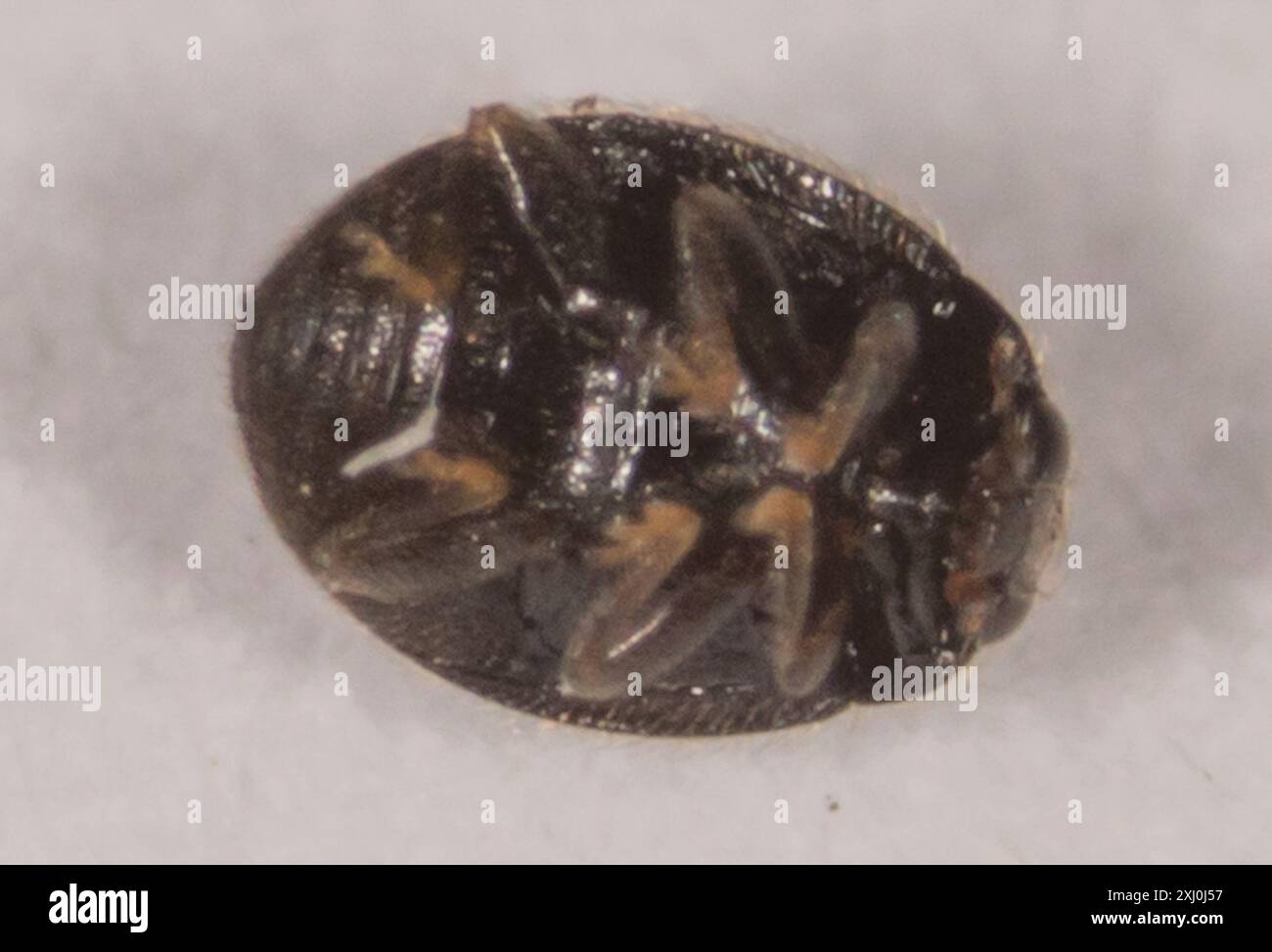 Spider Mite Destroyer (Stethorus punctum) Insecta Stock Photo - Alamy