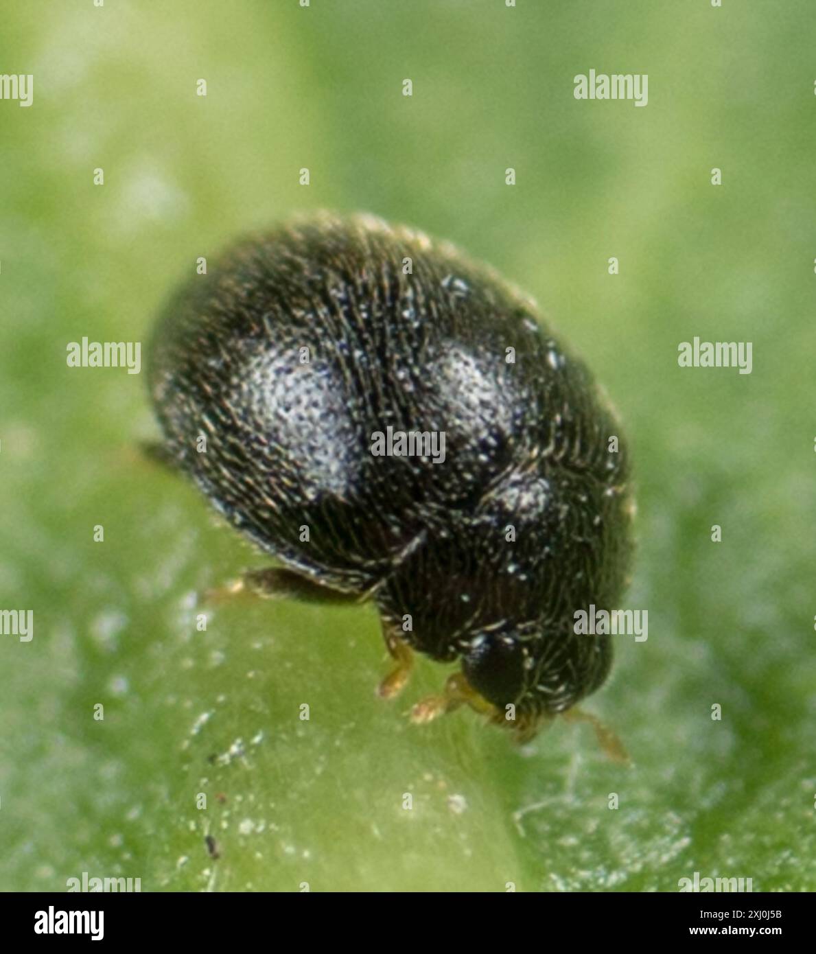 Spider Mite Destroyer (Stethorus punctum) Insecta Stock Photo - Alamy