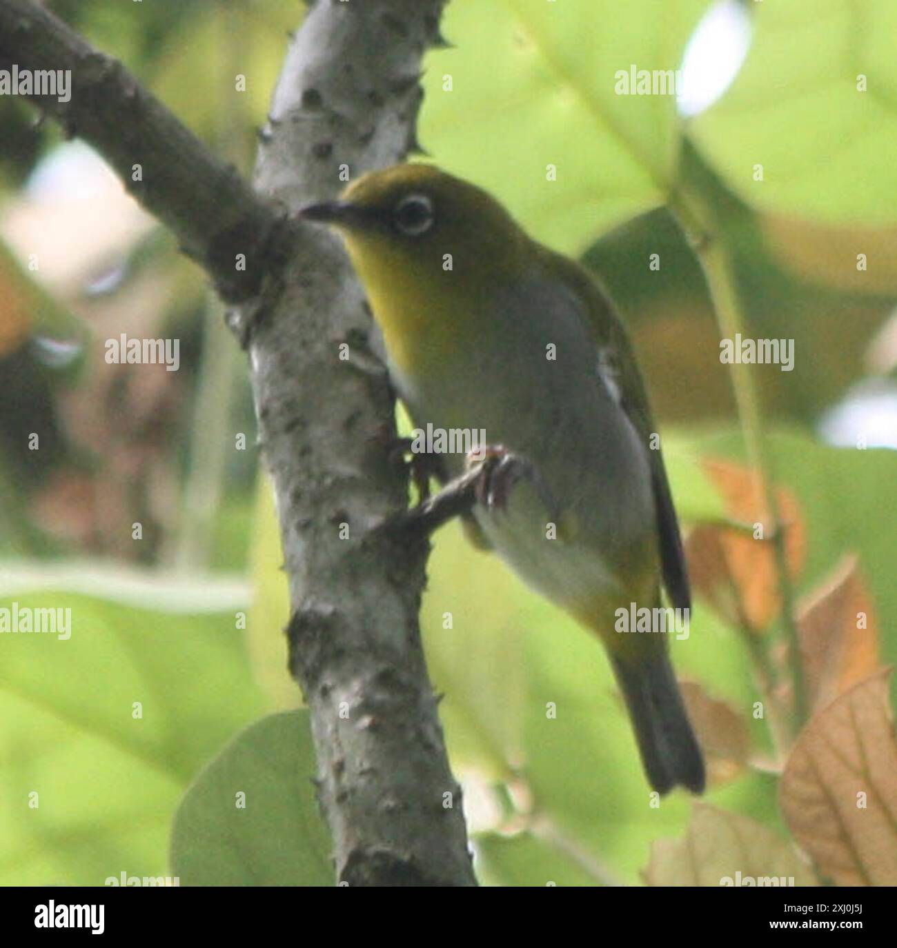 Swinhoe's White-eye (Zosterops simplex) Aves Stock Photo - Alamy
