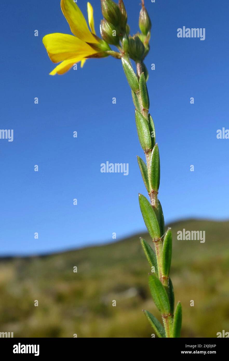 Half-mast Flax (Linum africanum) Plantae Stock Photo - Alamy