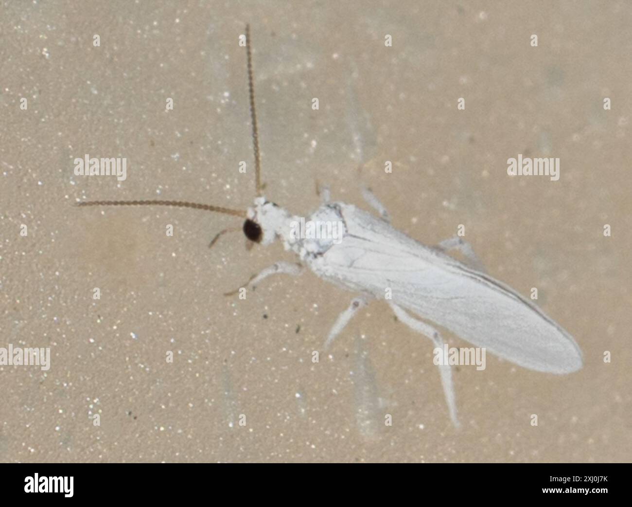 Dusty-winged Lacewings (Coniopterygidae) Insecta Stock Photo - Alamy