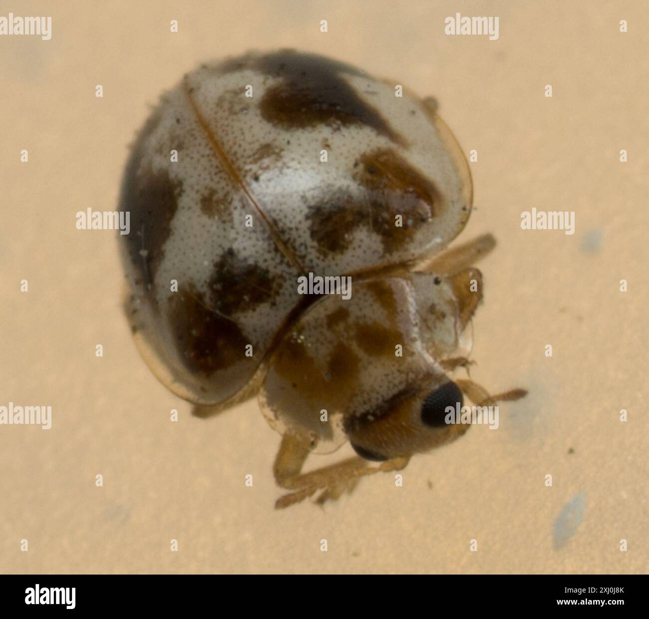 Kidney-spotted Fairy Lady Beetle (Psyllobora renifer) Insecta Stock ...
