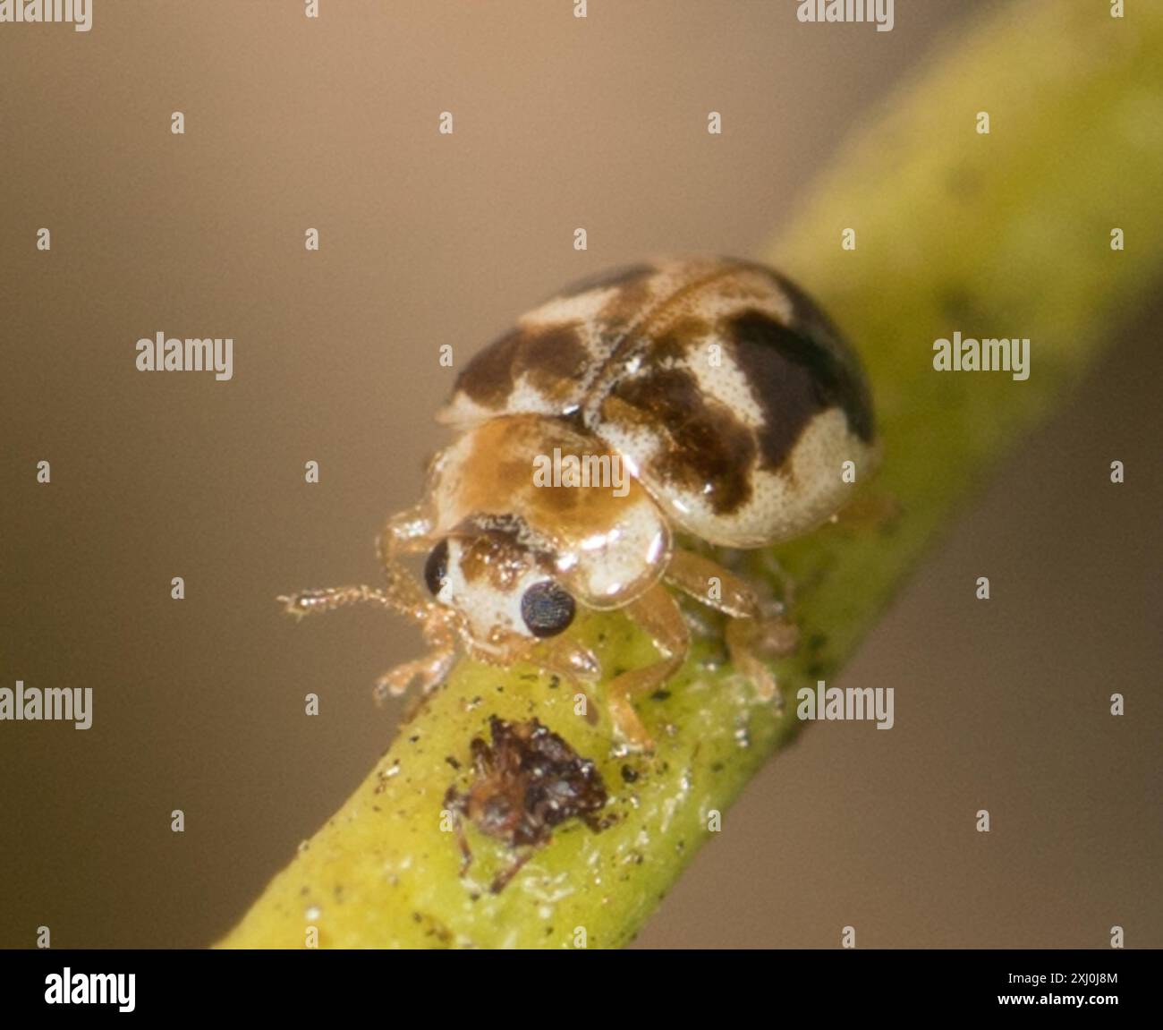 Kidney-spotted Fairy Lady Beetle (Psyllobora renifer) Insecta Stock ...