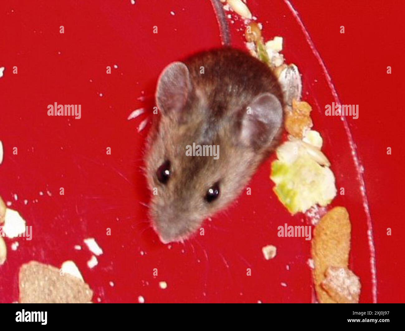 European Wood Mouse (Apodemus sylvaticus) Mammalia Stock Photo - Alamy