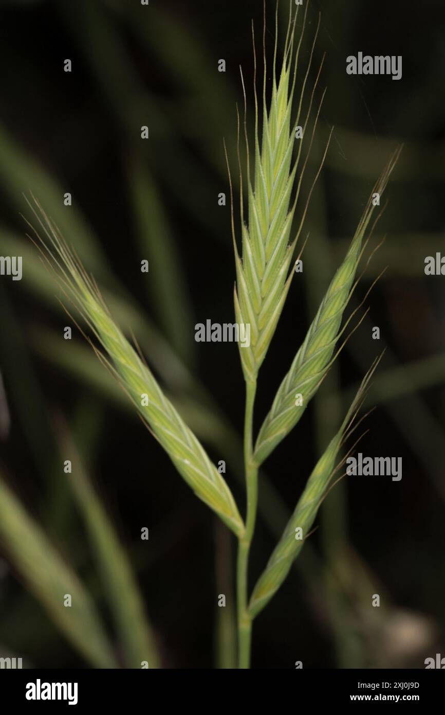 purple false-brome (Brachypodium distachyon) Plantae Stock Photo - Alamy