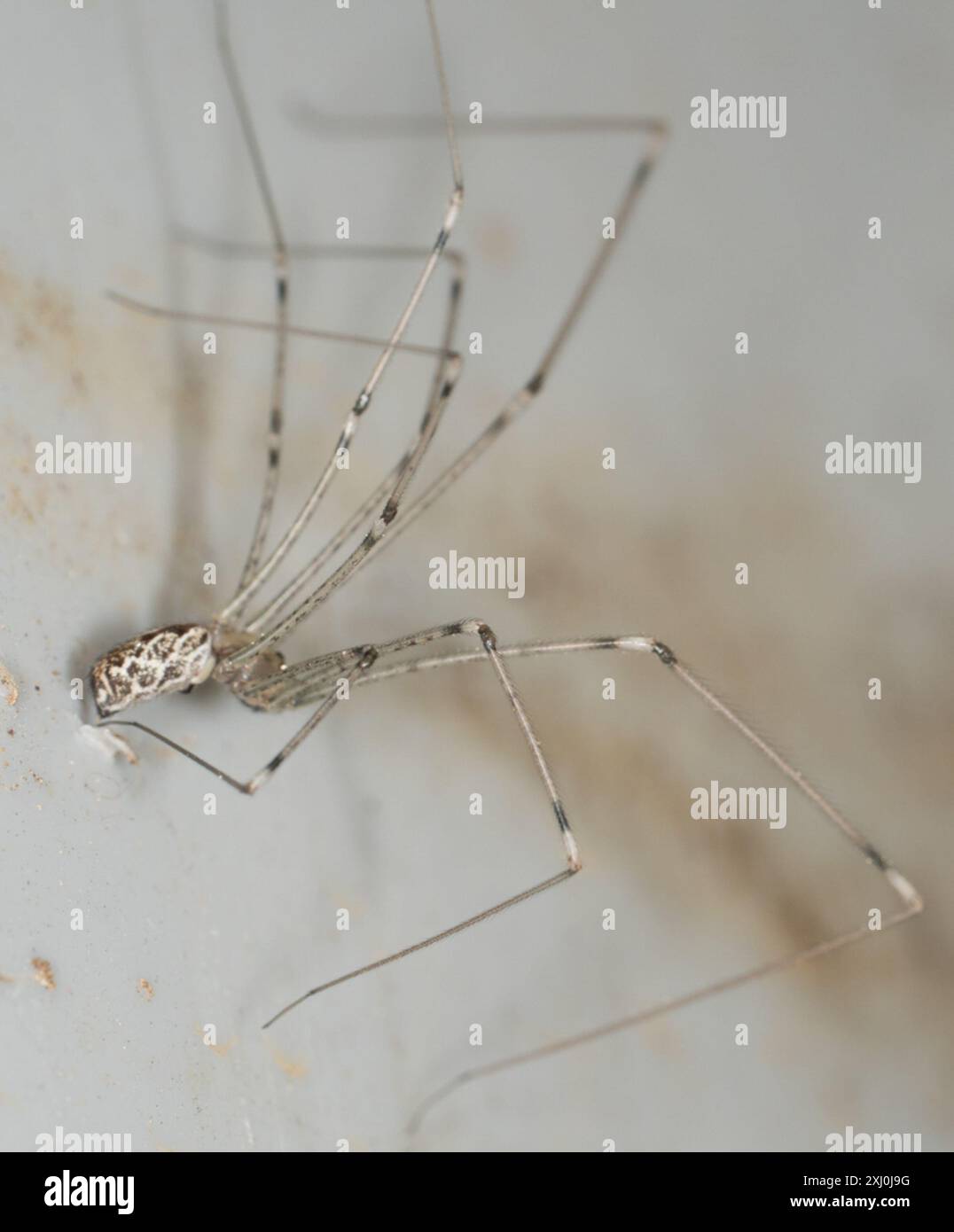 Marbled Cellar Spider (Holocnemus pluchei) Arachnida Stock Photo - Alamy