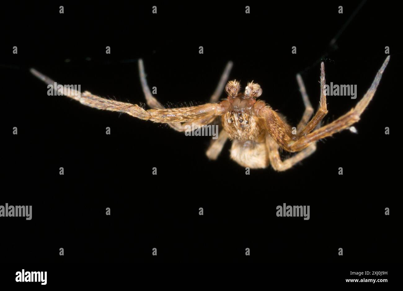 Feather-legged Spiders (Uloborus) Arachnida Stock Photo - Alamy
