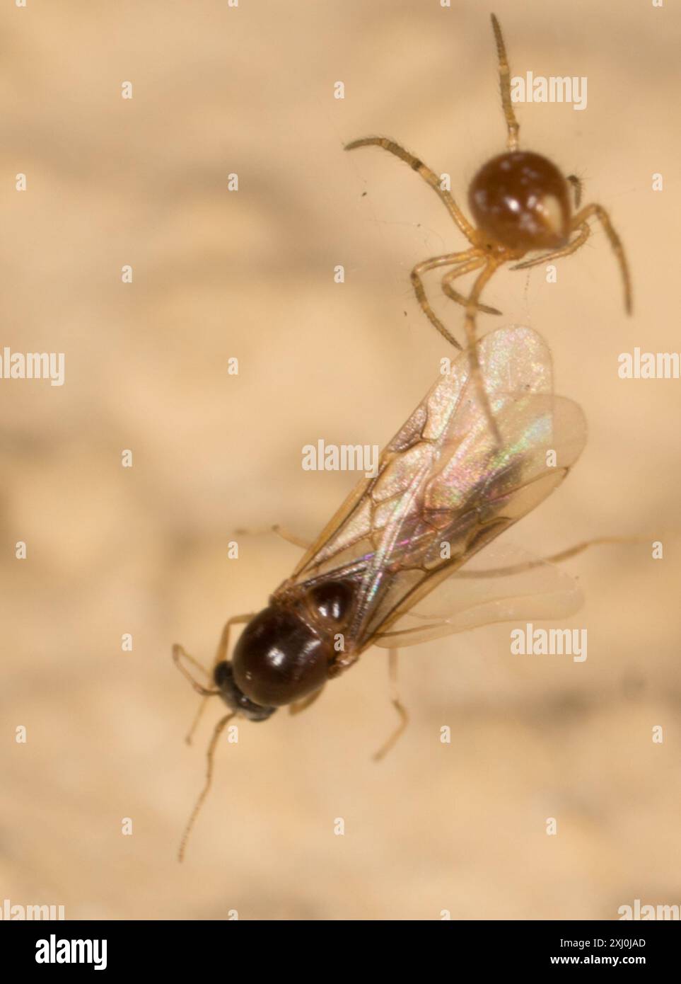 Spiders (Araneae) Arachnida Stock Photo - Alamy