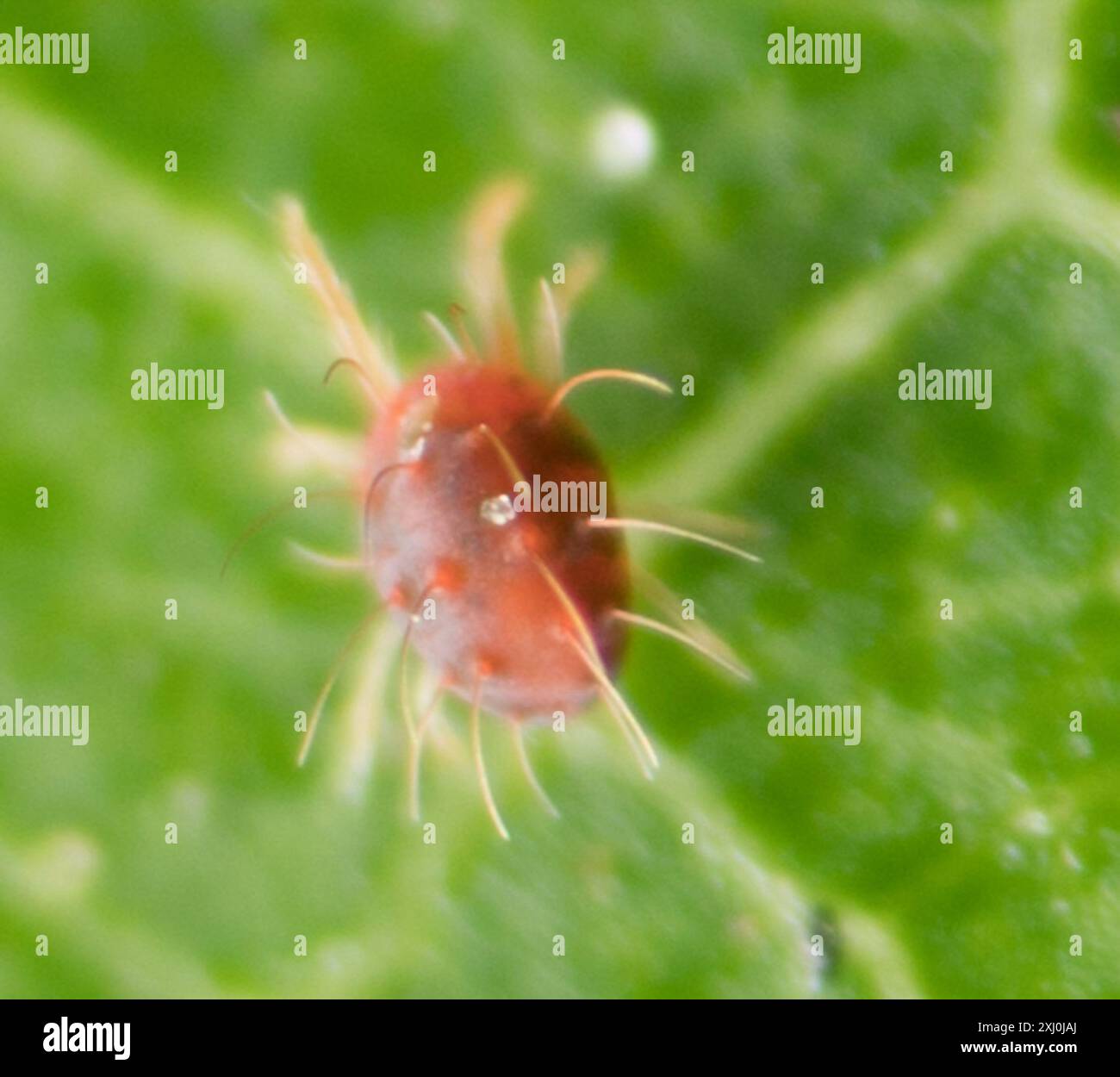 Mites and Ticks (Acari) Arachnida Stock Photo - Alamy