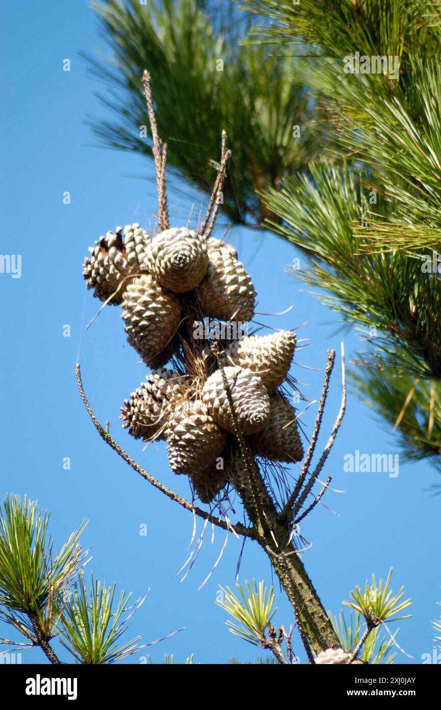 Coniferophyta hi-res stock photography and images - Alamy