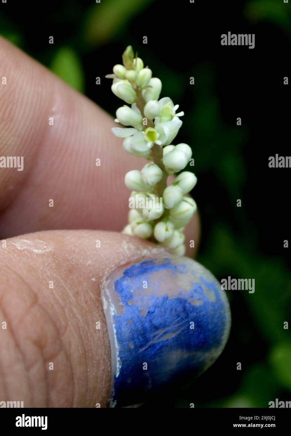 Seneca snakeroot (Polygala senega) Plantae Stock Photo - Alamy