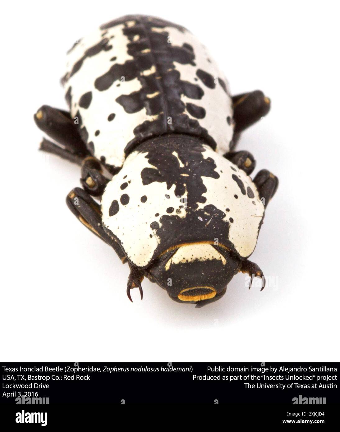 Texas Ironclad Beetle (Zopherus nodulosus haldemani) Insecta Stock ...