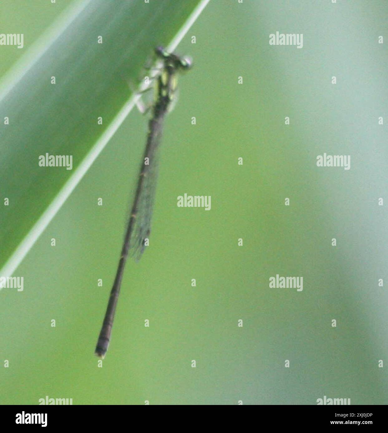 Fragile Forktail (Ischnura posita) Insecta Stock Photo - Alamy
