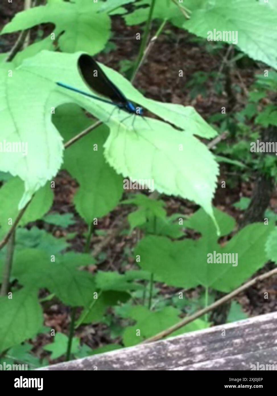 Ebony Jewelwing (Calopteryx maculata) Insecta Stock Photo - Alamy